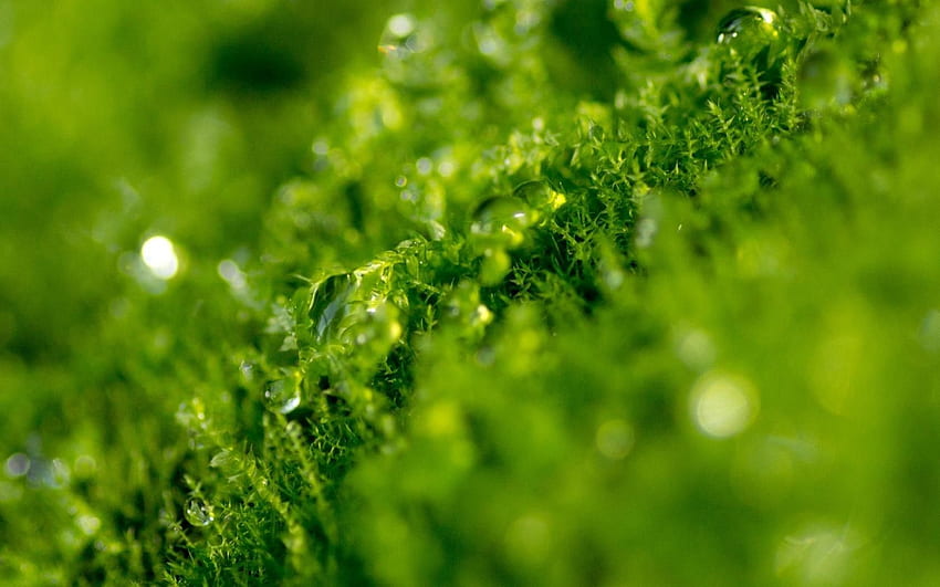 Grass Drops Macro Greens Dew Hd Wallpaper Pxfuel